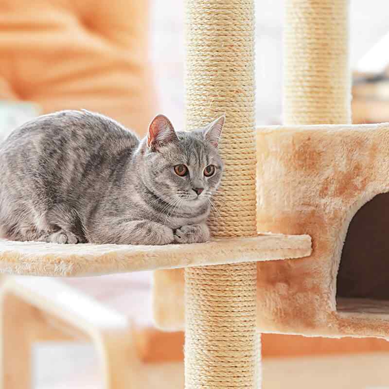 Cat Boarding – Karakakat Boarding Cattery